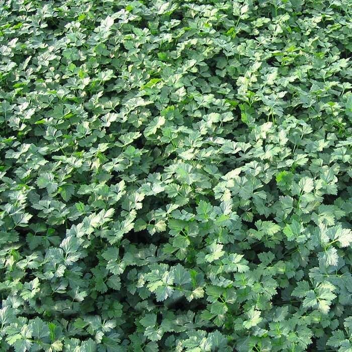 Коллекционные семена петрушки Титан