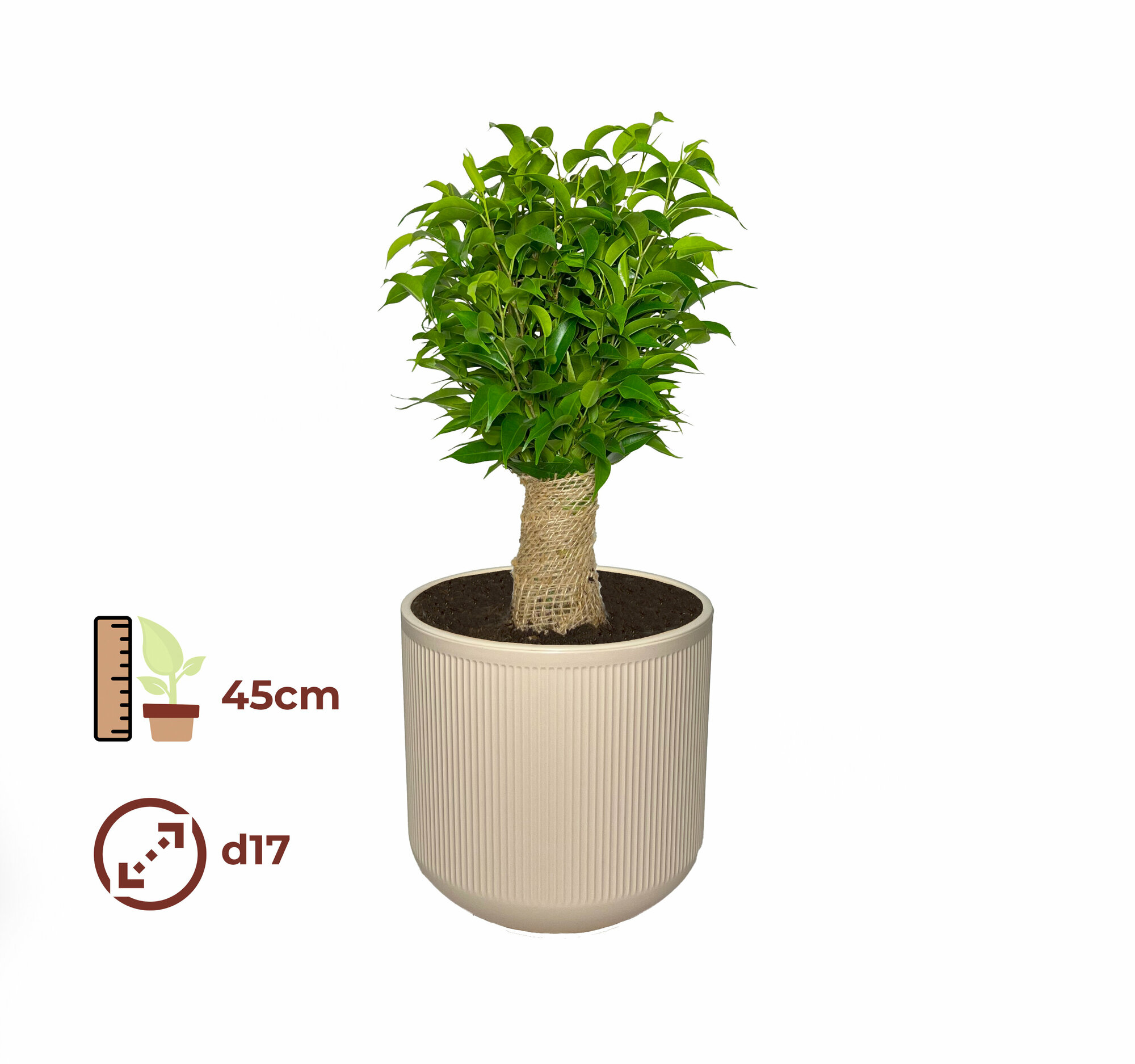 Фикус Бенджамина Наташа 17/45, цвет кашпо кремовый
