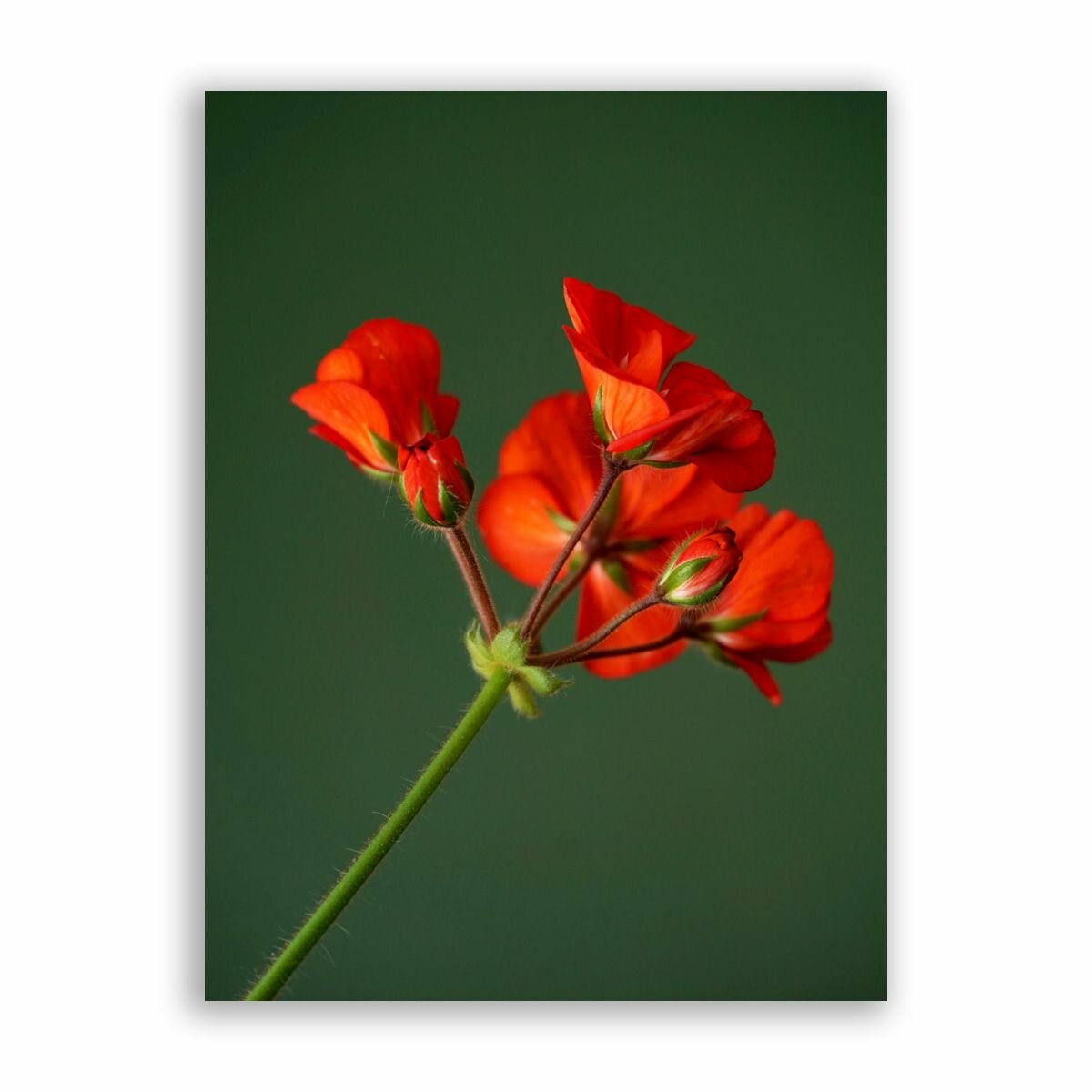 Постер цветы на бумаге / Герань / Размер 40 x 53 см