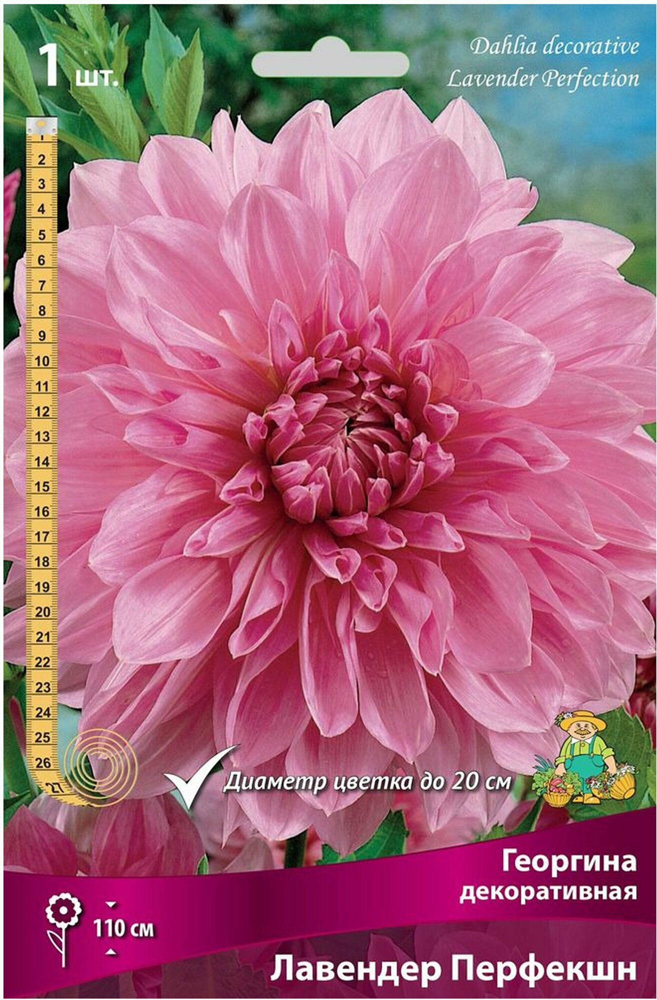 Клубень Георгины поиск Лавендер Перфекшн