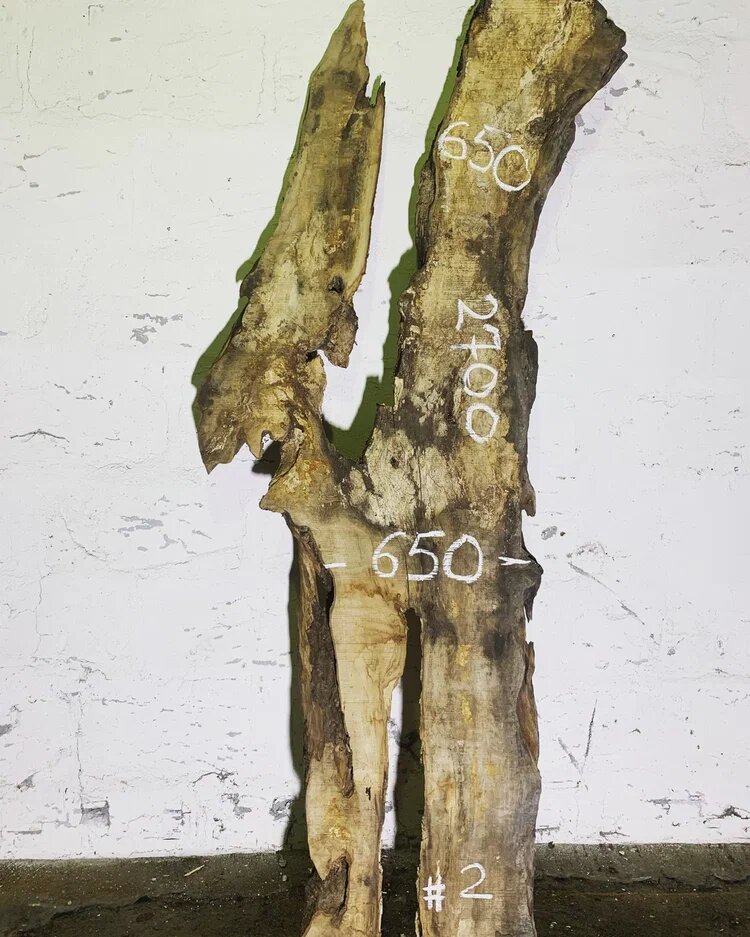 Граб кавказский 2