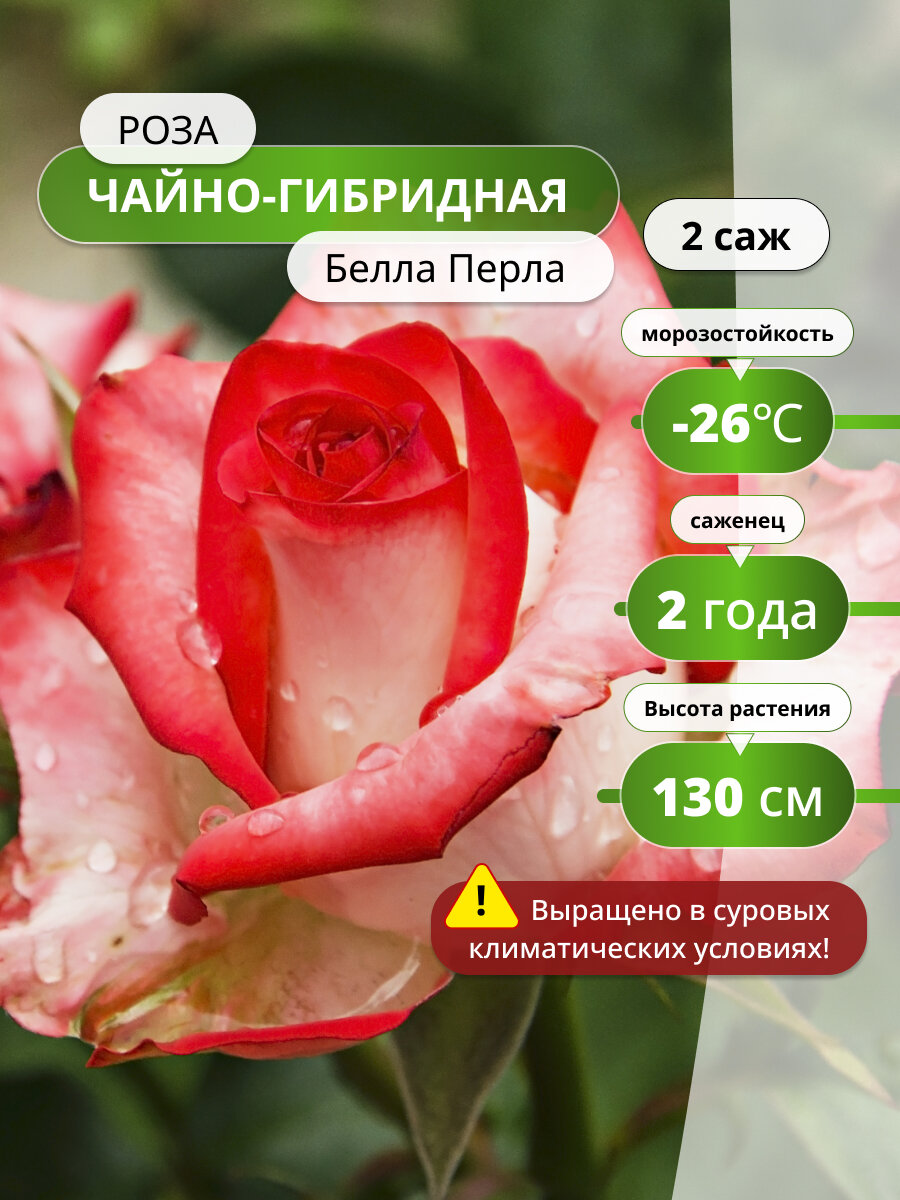 Роза чайно-гибридная "Белла Перла", многолетняя, высота 30 см, 2