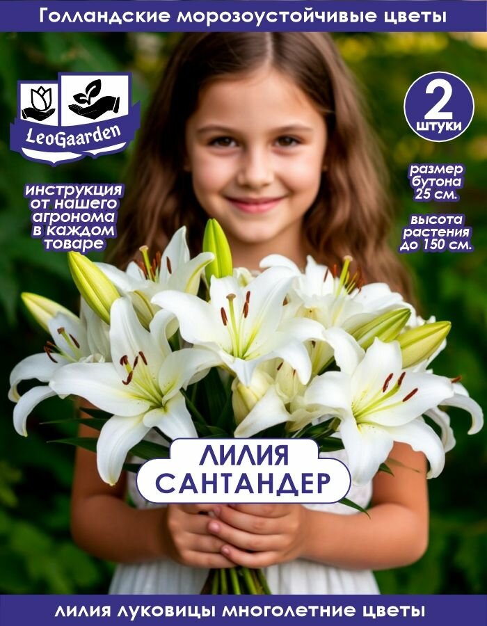 Лилия Луковица, Сантандер, 2 шт (1)