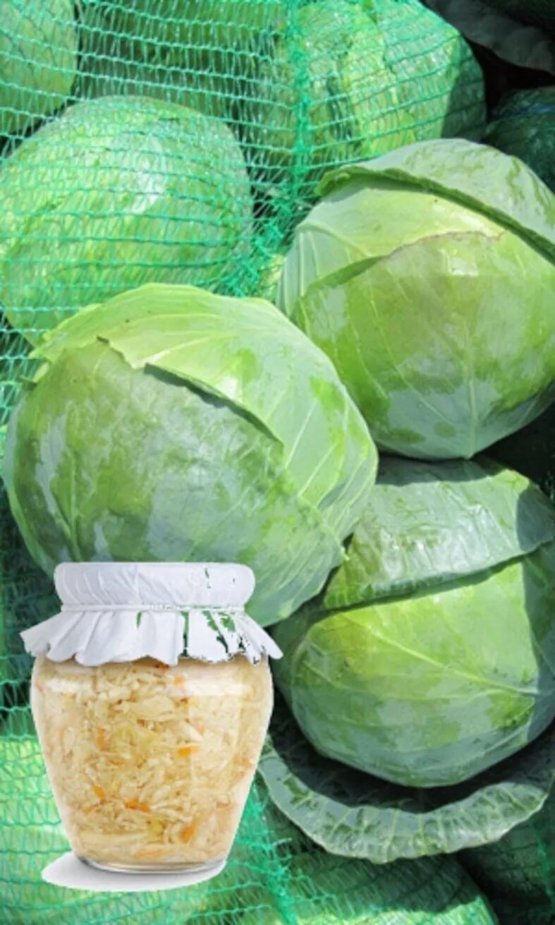 Семена капусты белокочанной 'Засолочная', среднеспелые, для квашения, кочаны 2,4-4,5 кг, урожайность 12 кг/м²