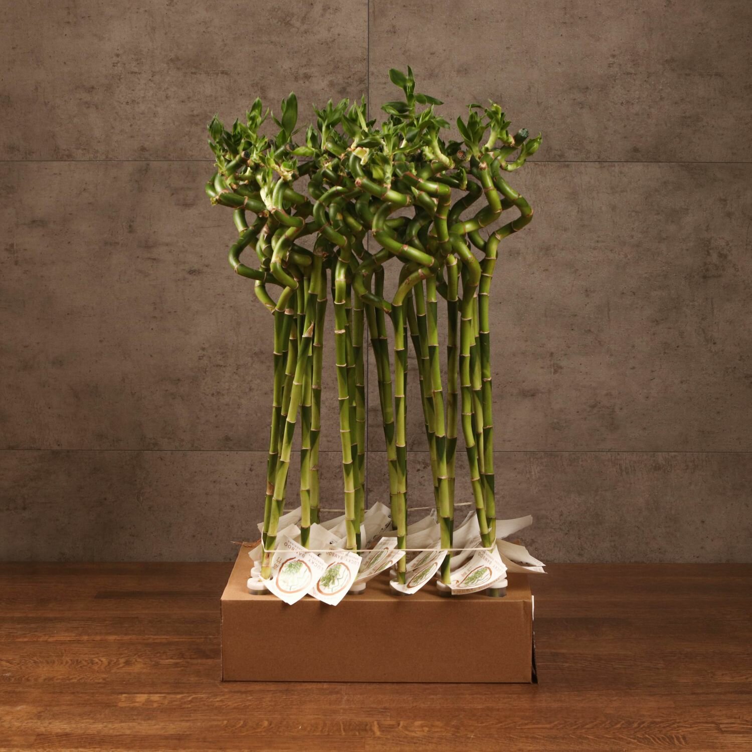 Бамбук Лаки спираль 60 см