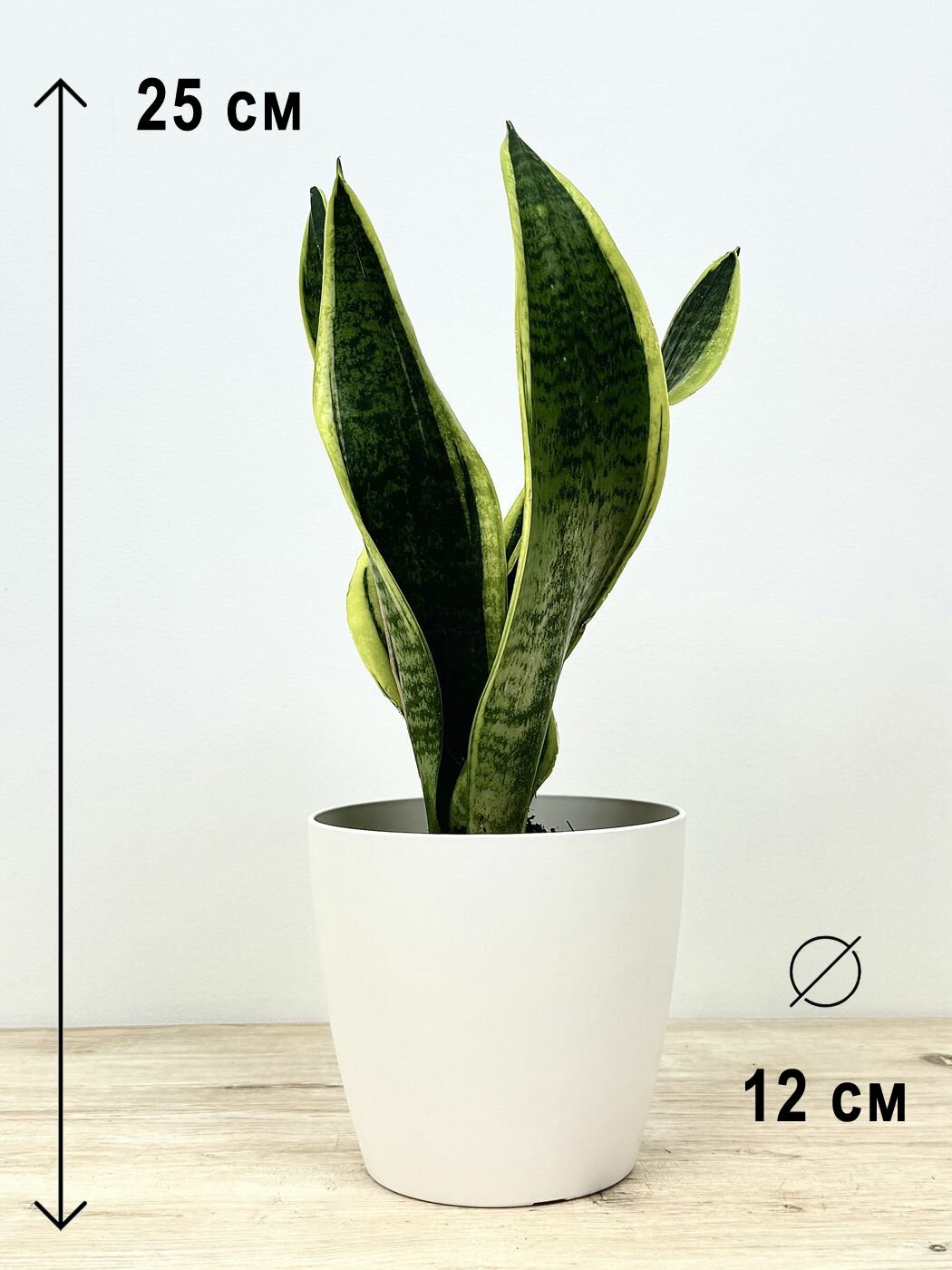 Сансевиерия Лауренти в пластиковом белом кашпо, высота композиции 25 см