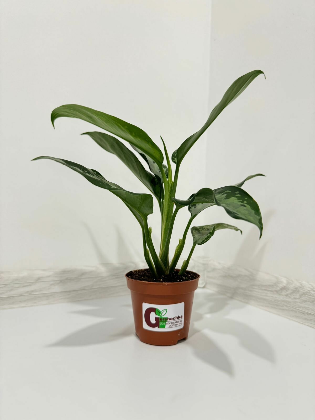 Аглаонема Джубли в горшке, высота 25-30см