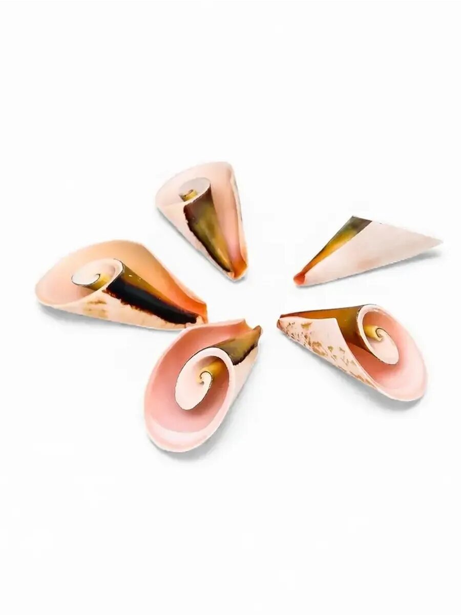 Декоративные ракушки для творчества, 5 шт.