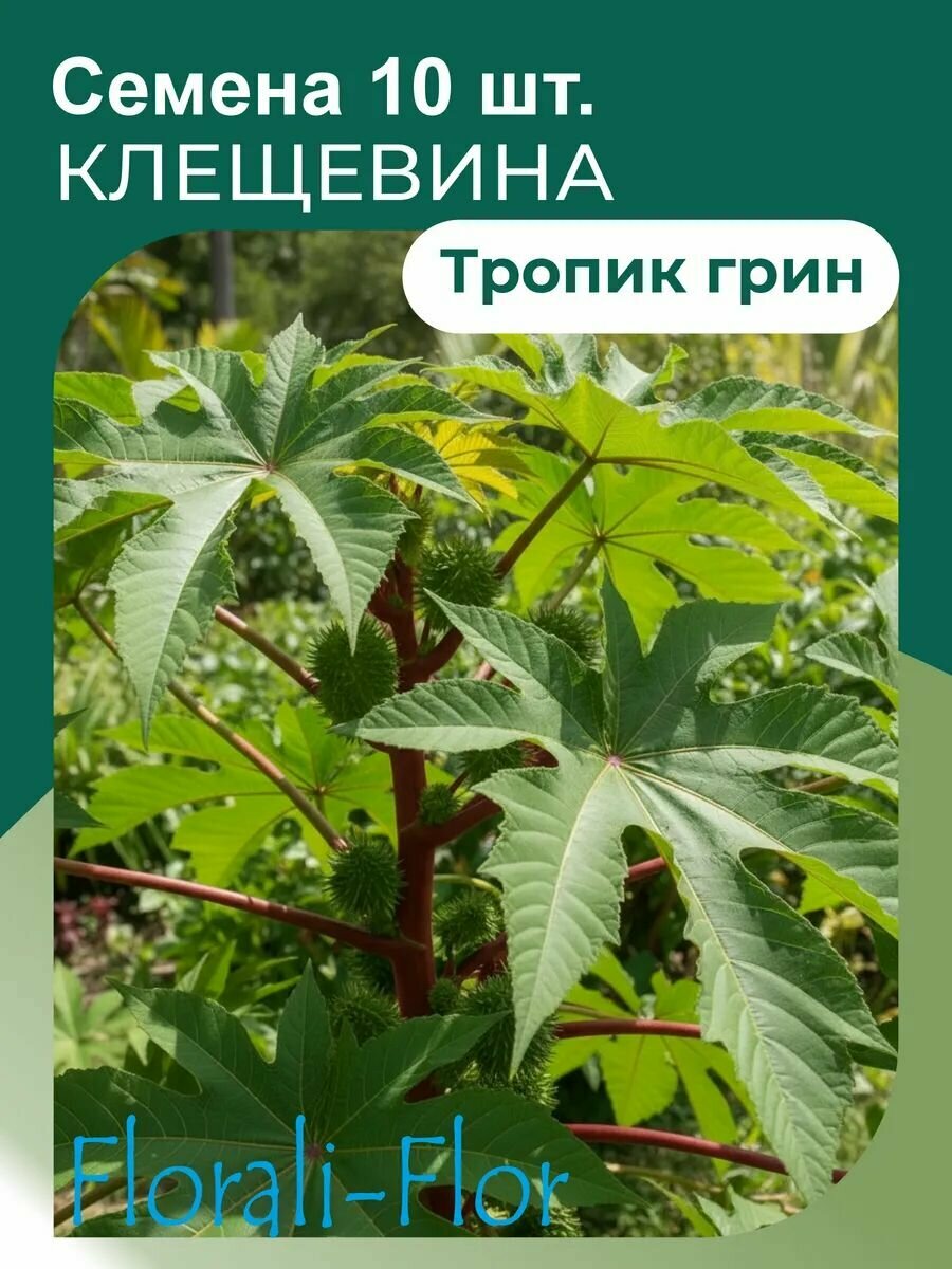 Клещевина Семена