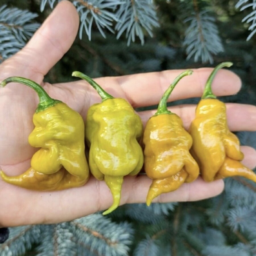 Семена Орешка Перец острый Bahamian Beast Mustard 5 ШТ