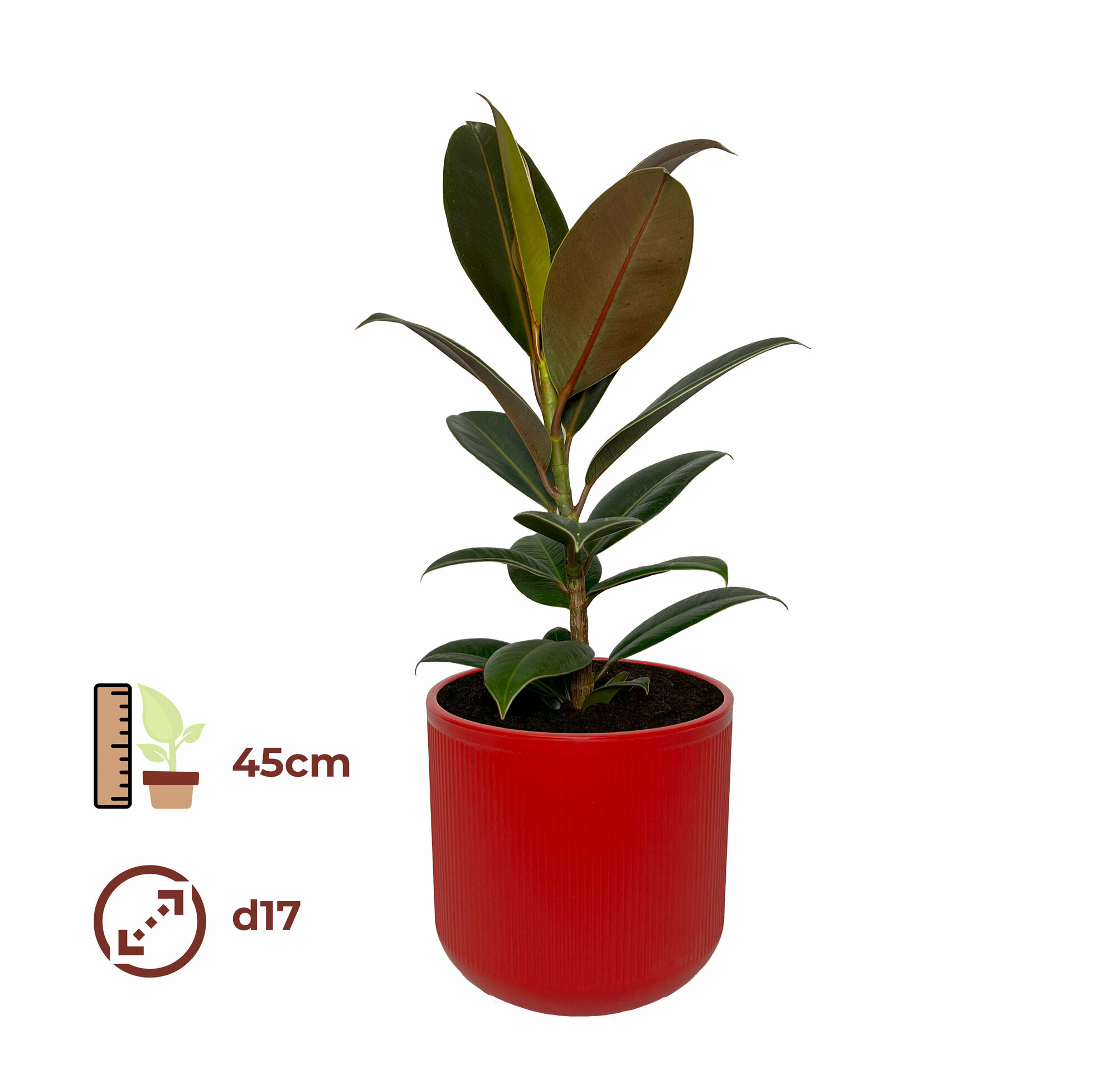 Фикус Эластика 17/45, цвет кашпо красный