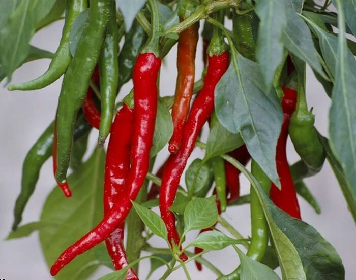 Коллекционные семена перца острого Кайенский лонг слим