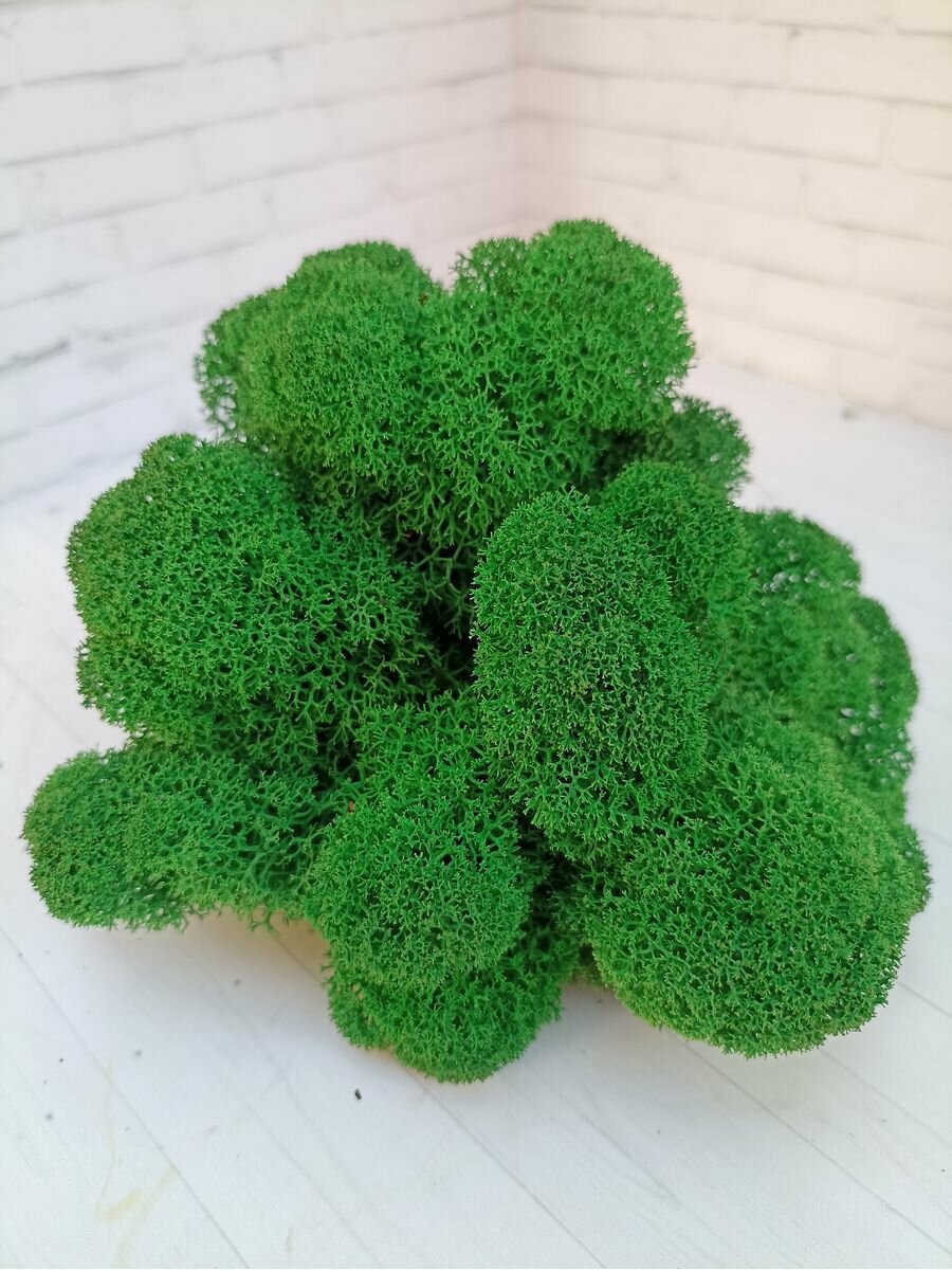 Стабилизированный мох 300 г Ярко-зеленый