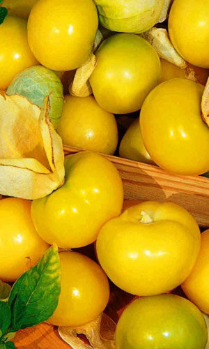 Физалис овощной "Кондитер" (съедобный) 1000 семян