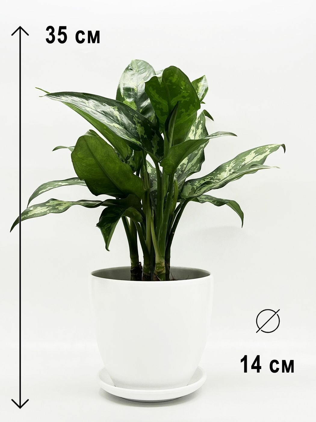 Аглаонема в керамическом белом горшке с поддоном, высота композиции 30-35см