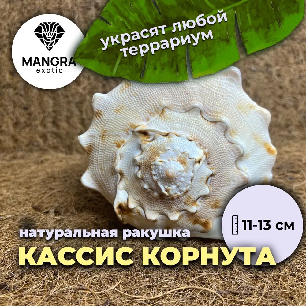 Натуральная ракушка MANGRA exotic Кассис корнута (11-13 см) - декор для террариума + укрытие для насекомых, морских черепашек рачков и крабов