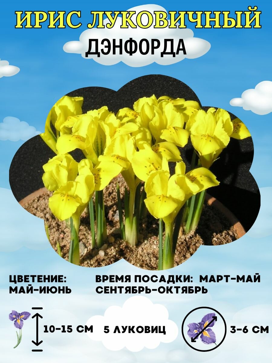 Ирис луковичный 5шт.