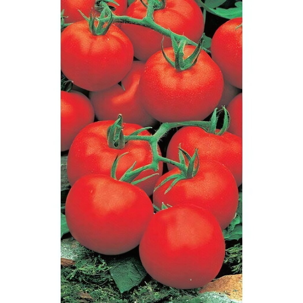 Семена томата непасынкующегося Ультраскороспелого, 6-7 плодов, для открытого грунта