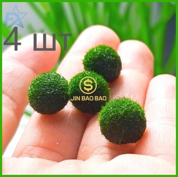 Живые растения для аквариума: шаровидная кладофора, 4 штуки по 1-2 см