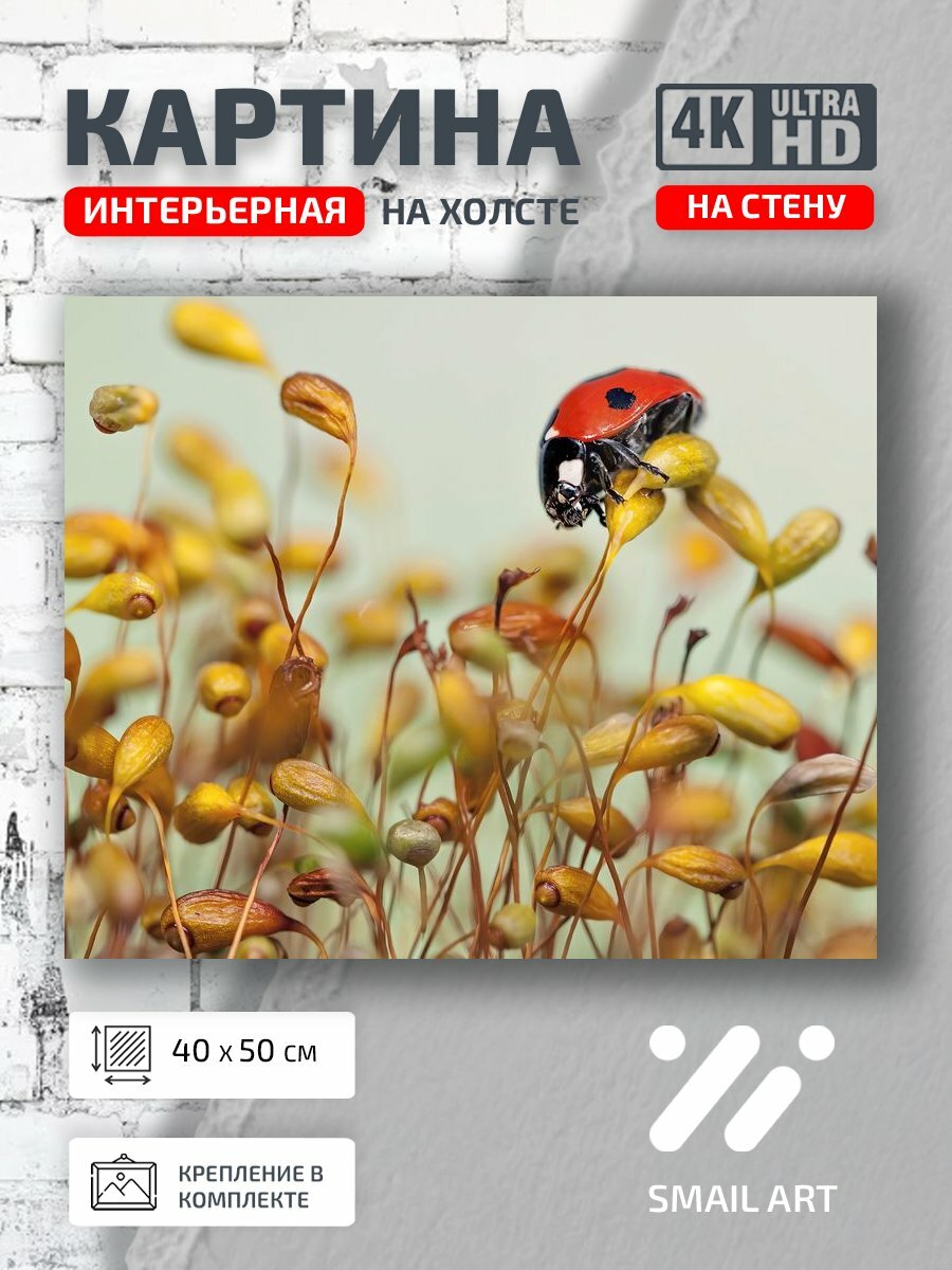 Картина на холсте интерьерная 40 на 50 на стену Коровка Macro для офиса макро интерьер