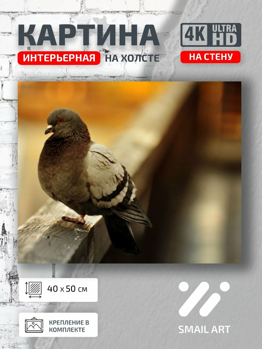 Картина на холсте интерьерная 40 на 50 на стену Голубь Mood для студии атмосфера интерьер