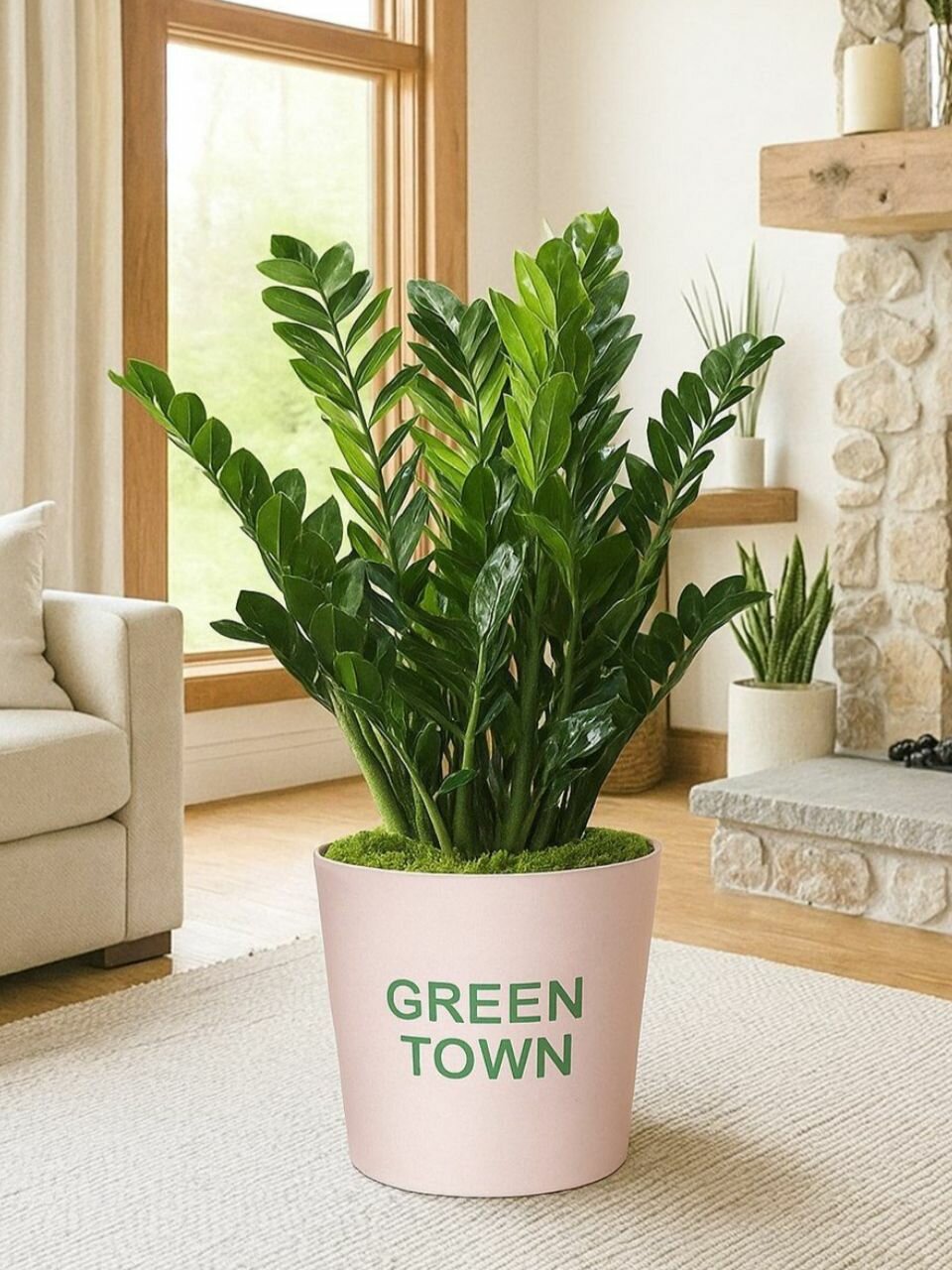 Замиокулькас GREEN TOWN "Замифолия", саженец, многолетнее, 42 см, декор