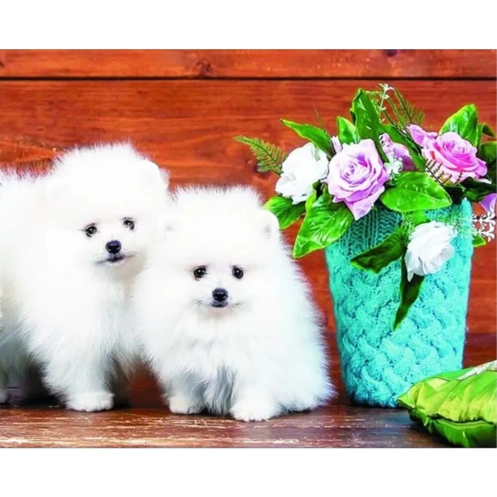 Алмазная Мозаика "Шпиц Белый. Собака. Животные" 40х50 См Алмазная Вышивка / Картина Стразами Подарков / Украшения