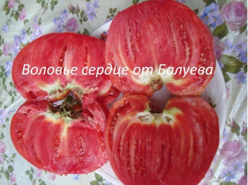 Коллекционные семена томата Воловье Сердце Минусинское от Балуева Юрия