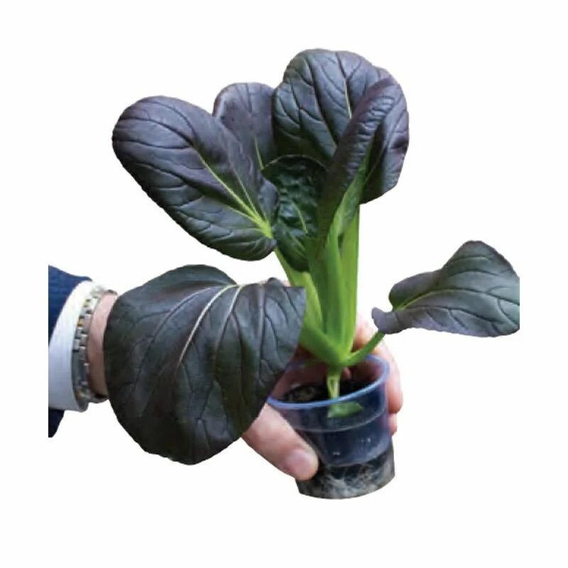 Коллекционные семена капусты китайская Руби F1