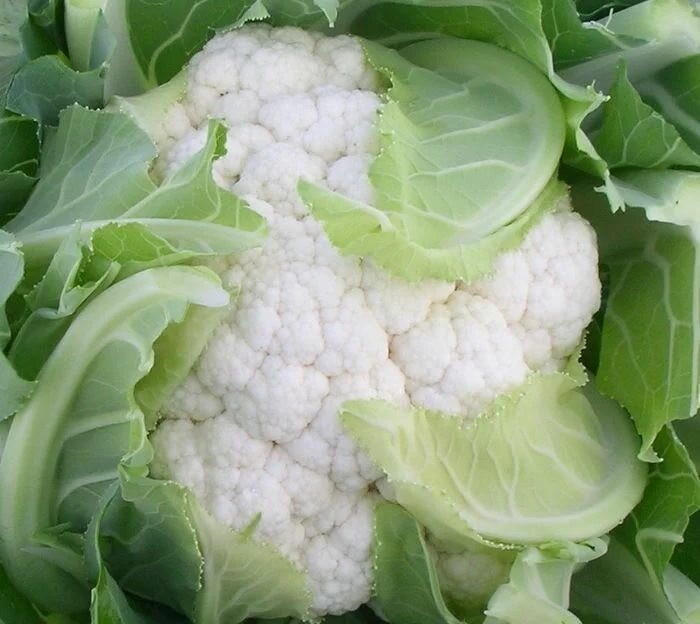 Коллекционные семена капусты цветная Кураж