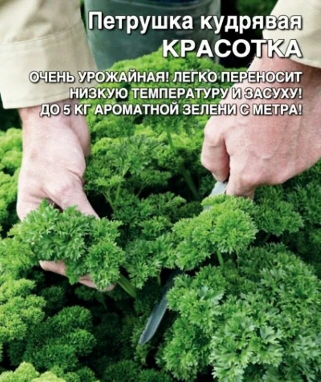 Коллекционные семена петрушки кудрявая Красотка