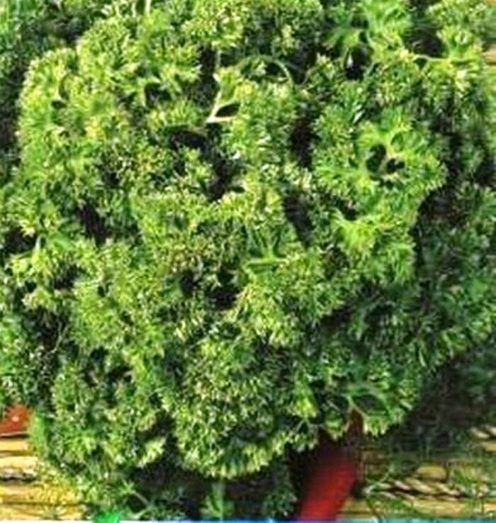 Коллекционные семена петрушки курчаволистная Астра