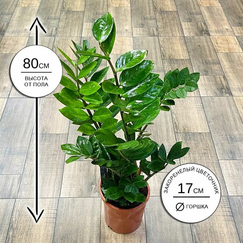 Замиокулькас Замифолия 17*80, живое комнатное растение в горшке, Закоренелый Цветочник