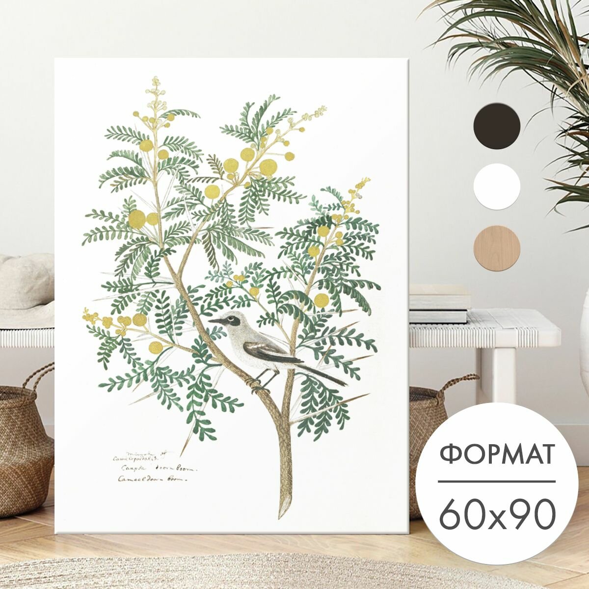 Постер 60х90 без рамки "Птица на ветке акации" для интерьера