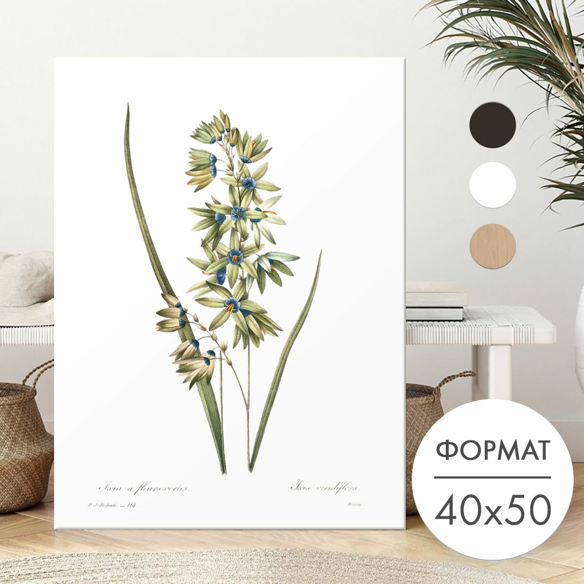 Постер 40х50 без рамки "Ботаническая иллюстрация растение" для интерьера