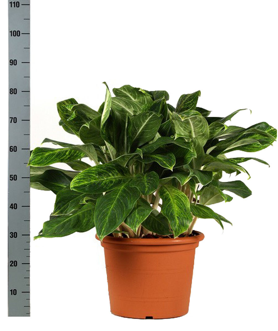 Аглаонема Блэк Лэнс D15 H80