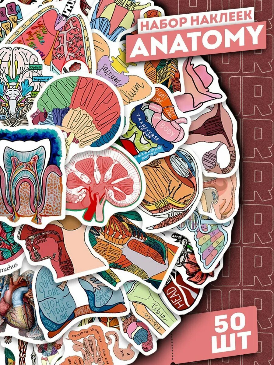Набор самоклеящихся виниловых наклеек Anatomy 50 шт