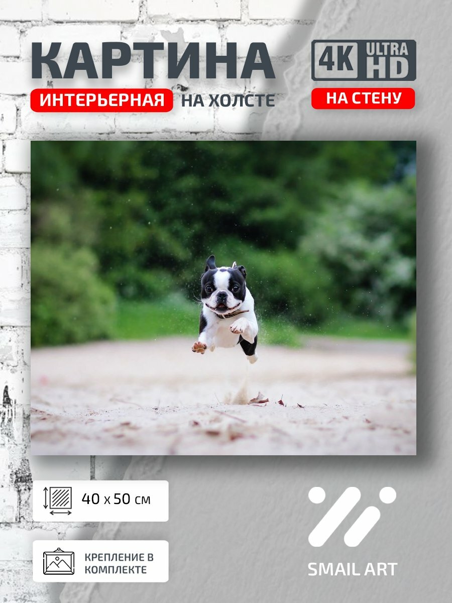 Картина на холсте интерьерная 40 на 50 на стену Собачка Mood для офиса атмосфера интерьер