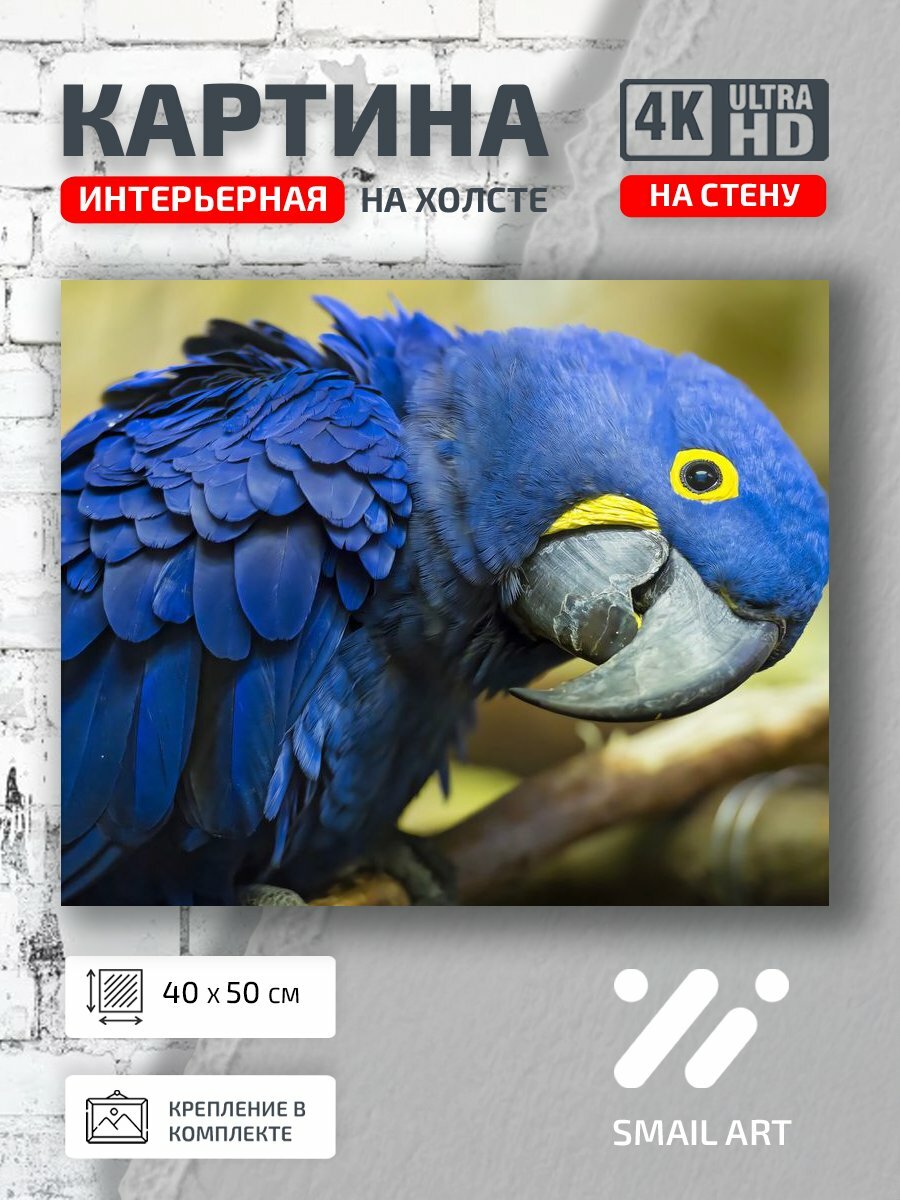 Картина на холсте интерьерная 40 на 50 на стену Попугай Mood для спальни атмосфера интерьер