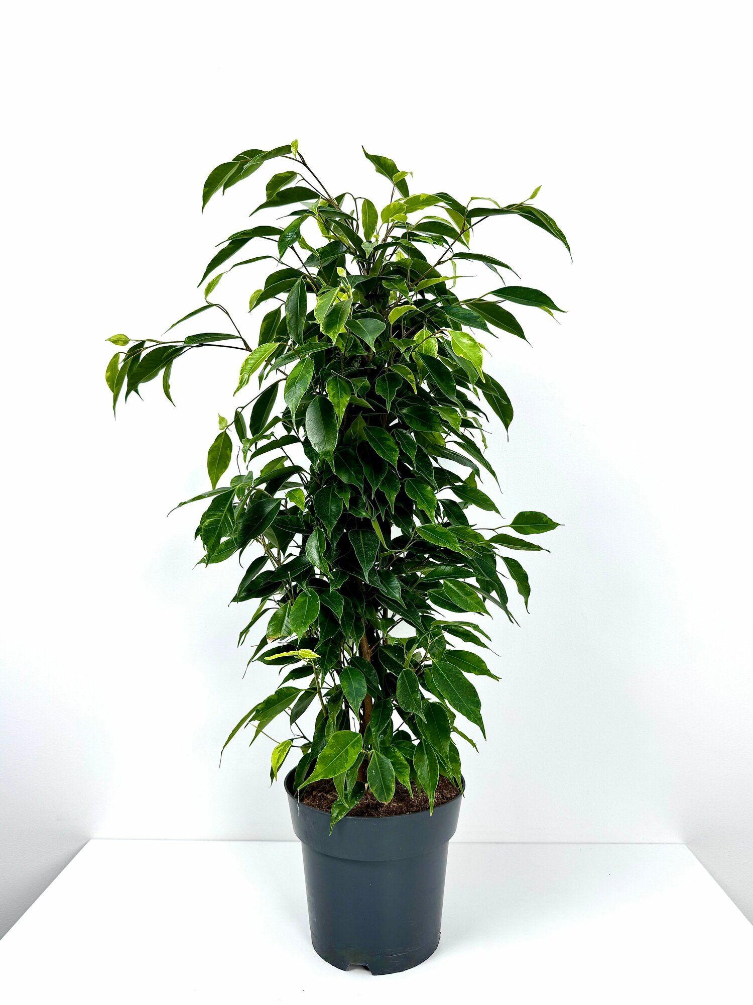 Фикус Бенджамина Голден Кинг в кремовом керамическом горшке с поддоном, высота 60см