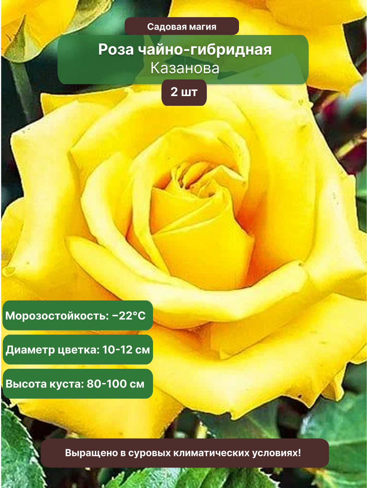 Роза "Казанова", чайно-гибридный сорт, золотисто-светло-желтая, многолетняя, 2шт