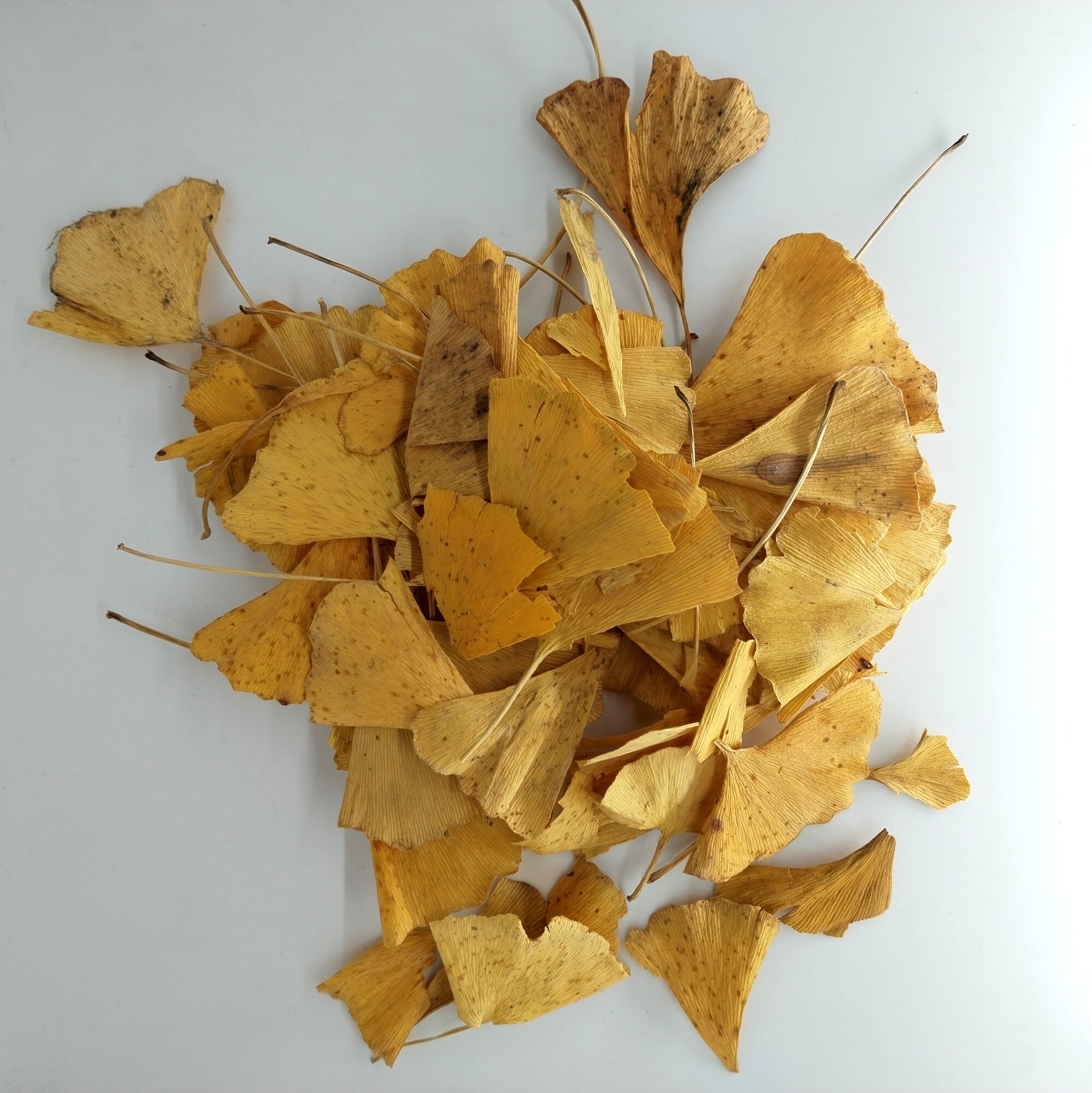 Гинко билоба листья сушеные