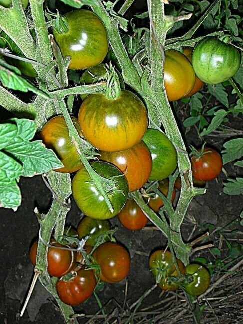 Коллекционные семена томата Терракотовый Торбена