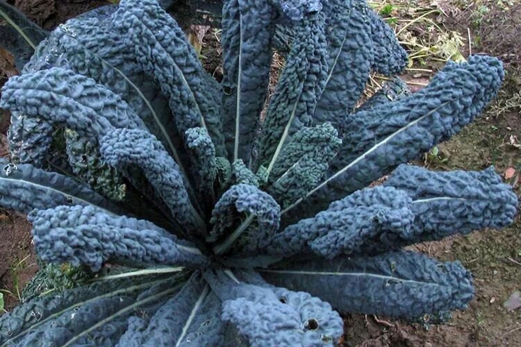 Коллекционные семена капусты листовая (кале) Ночи Тосканы