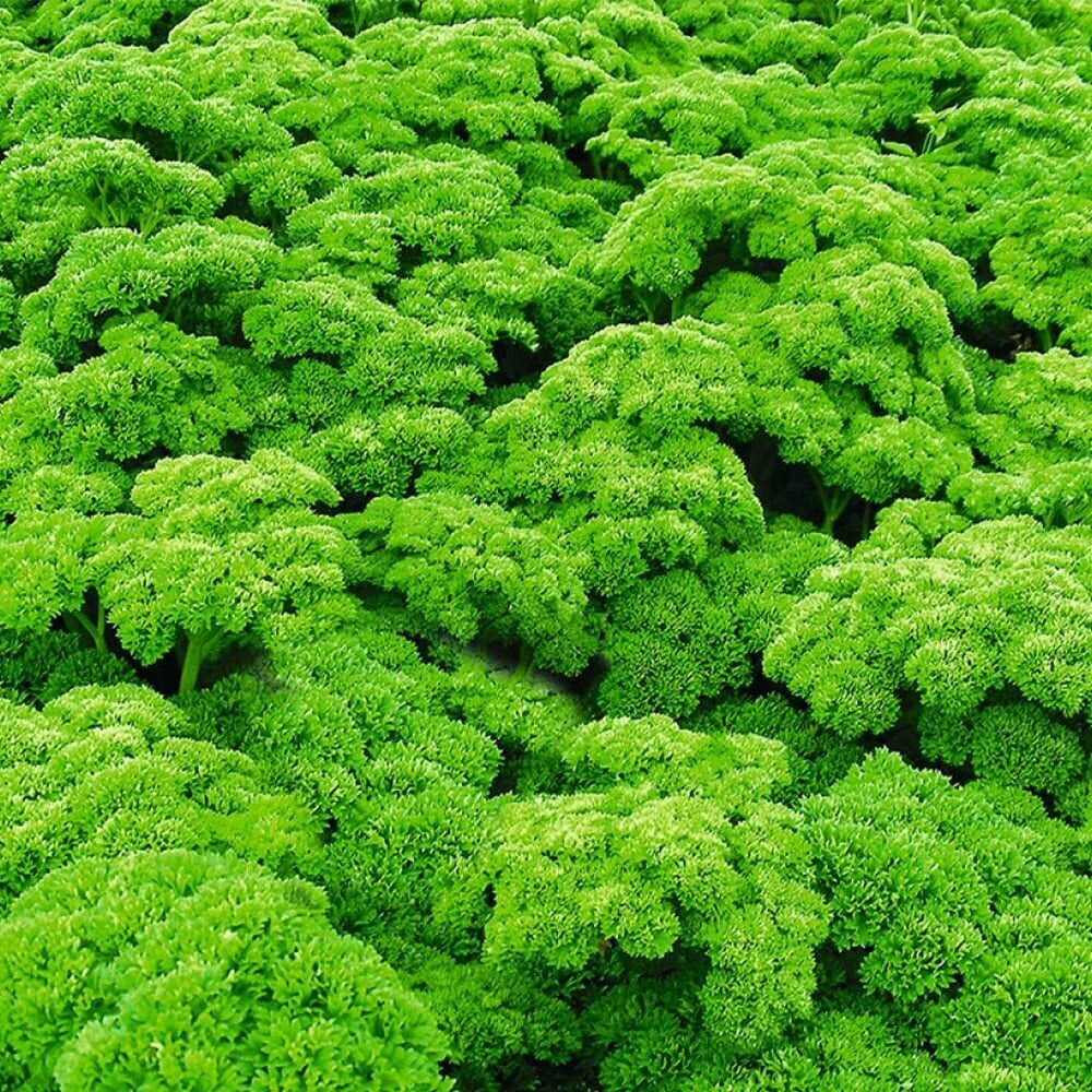 Коллекционные семена петрушки кудрявая Петра