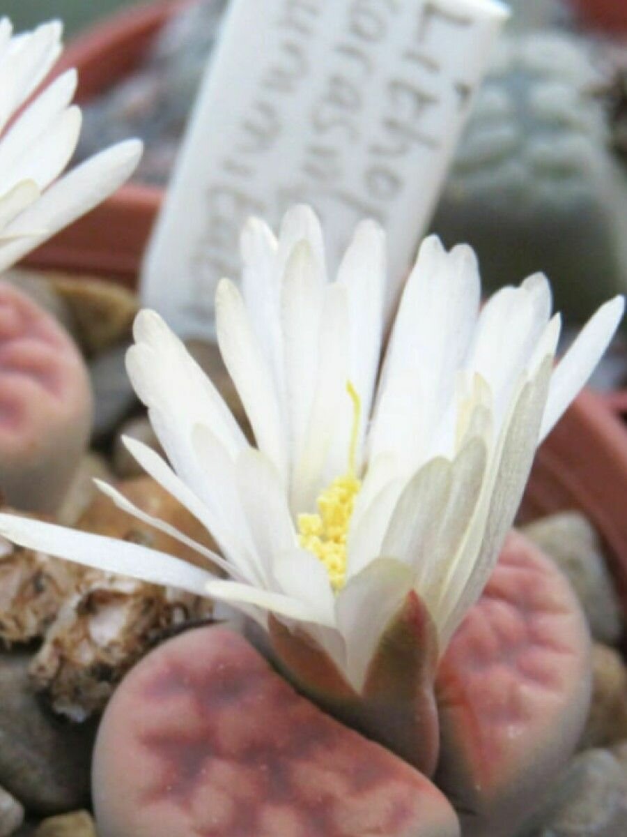 Литопс Karasmontana summitatum семена 10штук