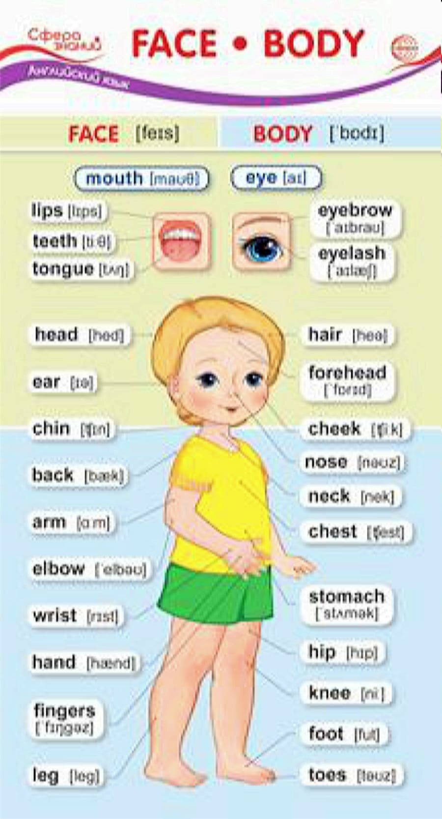 _Плакат(Сфера)_А5 Face-Body (Лицо-Тело) (ШМ-15168)