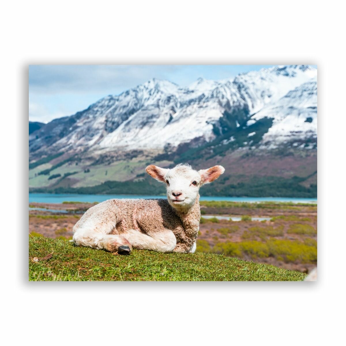 Постер, плакат на бумаге / Овцы / Размер 30 x 40 см