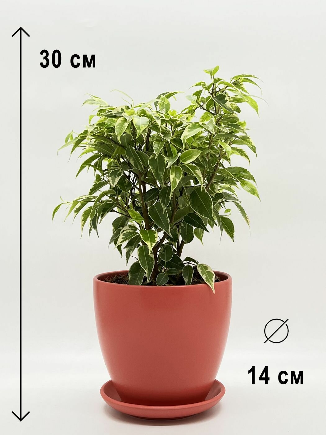 Фикус Бенджамина Кинки в керамическом розовом горшке с поддоном, высота композиции 25-35 см