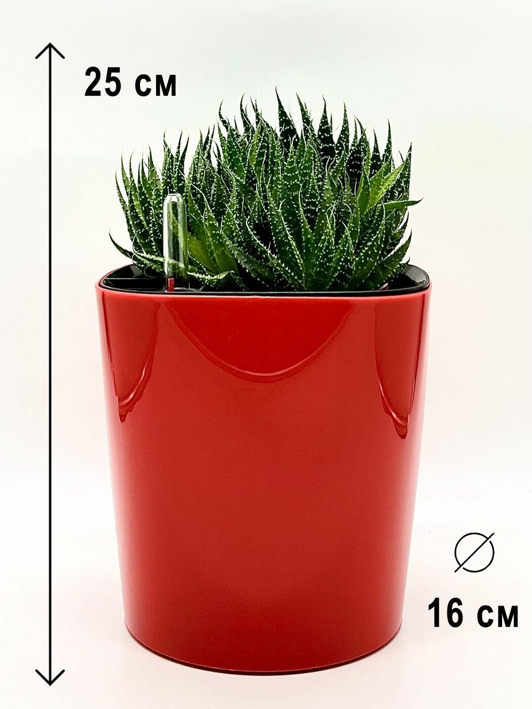 Алоэ Остистое в красном пластиковом кашпо с автополивом, высота композиции 20-25см